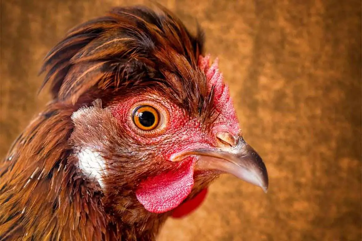 Altsteirer-type-chicken | Environment Buddy