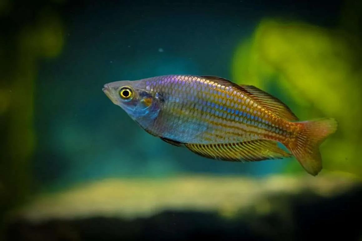 10+ Different Species of Rainbow Fish | Environment Buddy