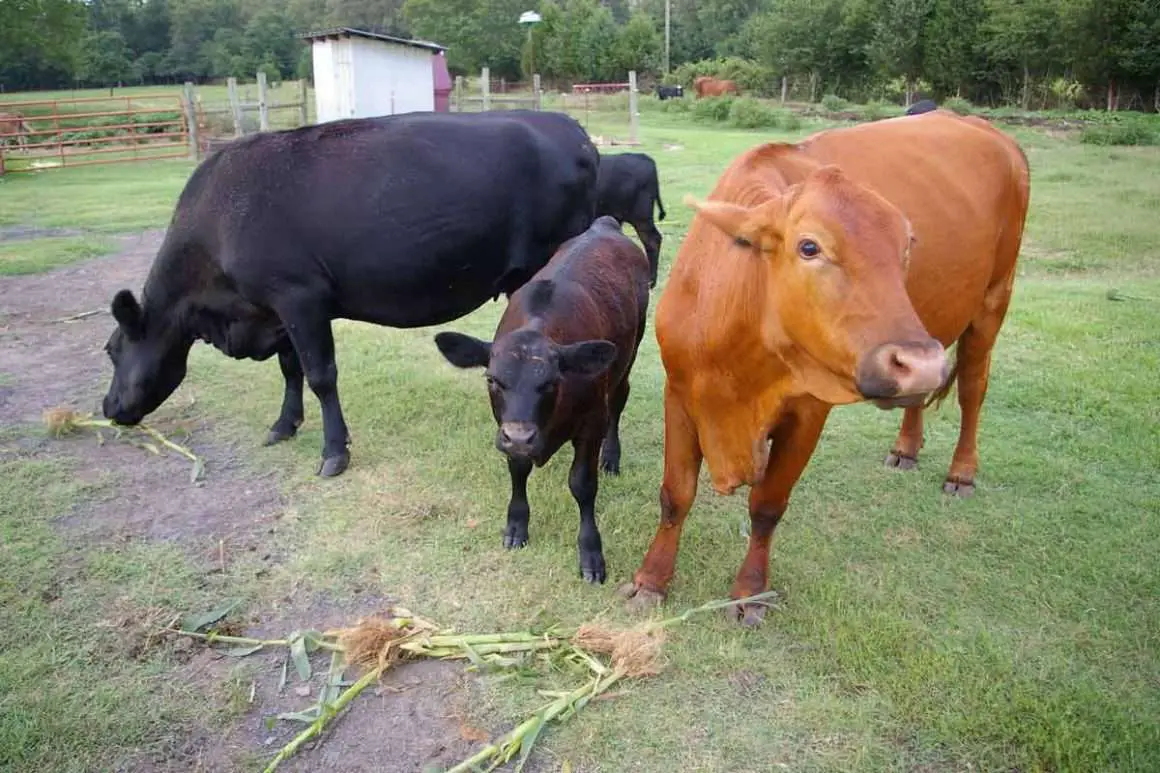 20+ Most Popular Cattle Breeds | Environment Buddy