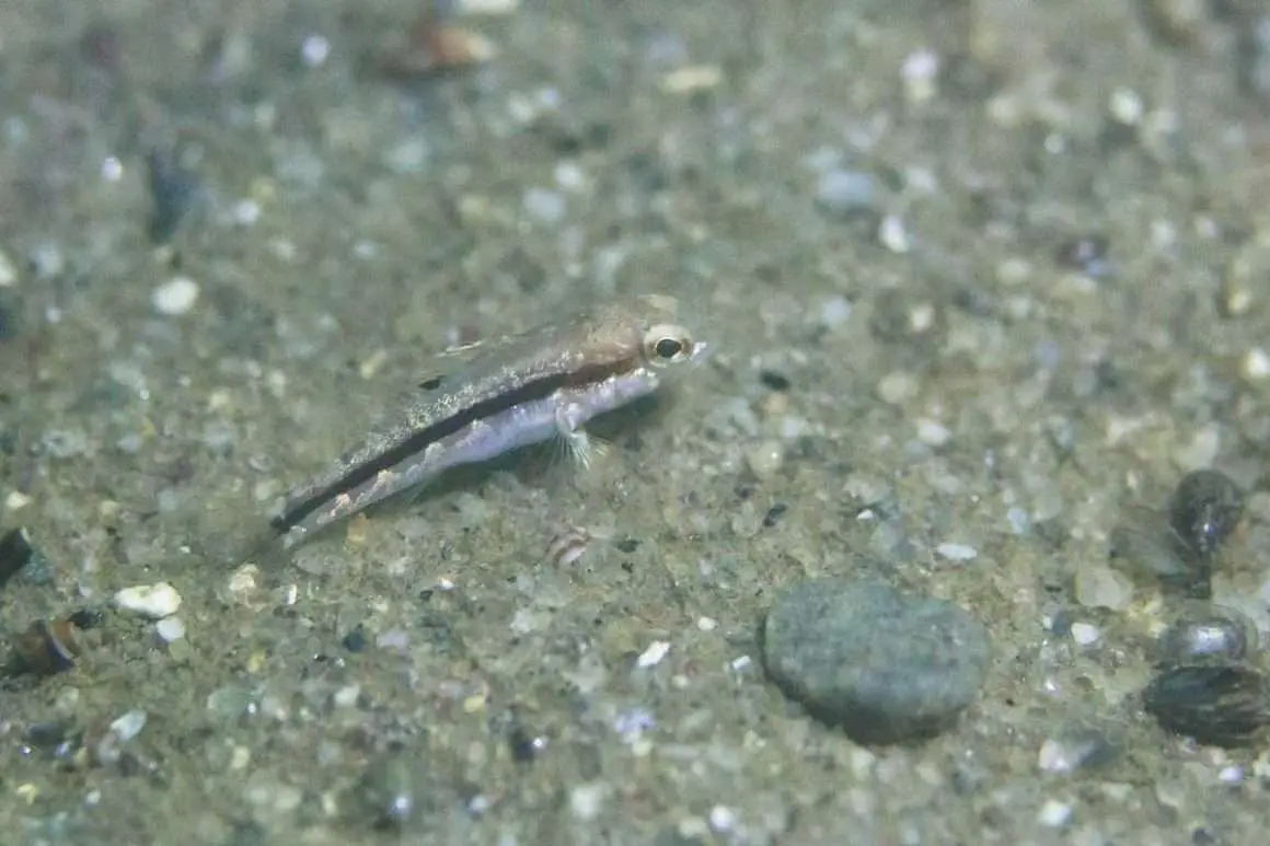 24+ Types of Fishes (Fresh- and Seawater) You Need To Know ...
