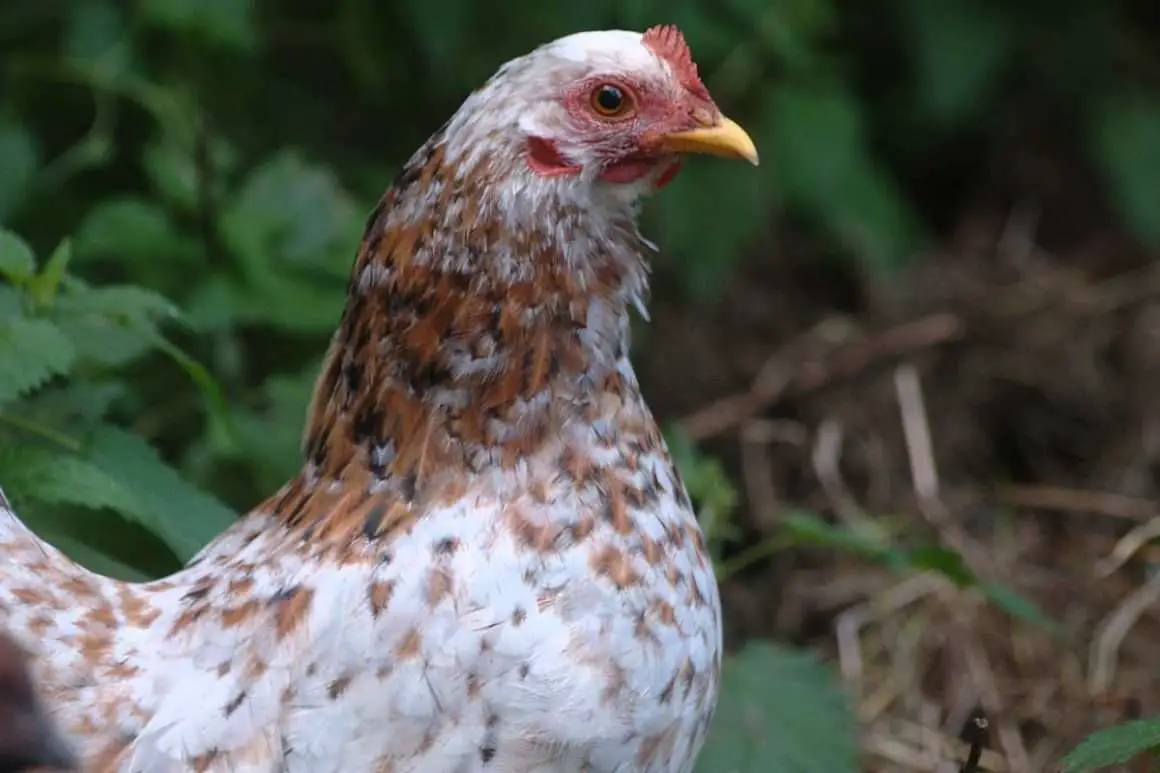 20+ Types of Chickens you should know