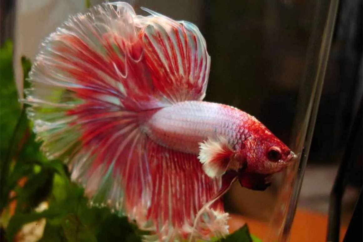 Comb-Tail-Betta-fish | Environment Buddy
