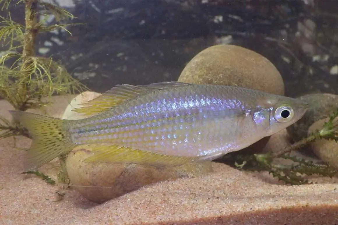10+ Different Species of Rainbow Fish | Environment Buddy
