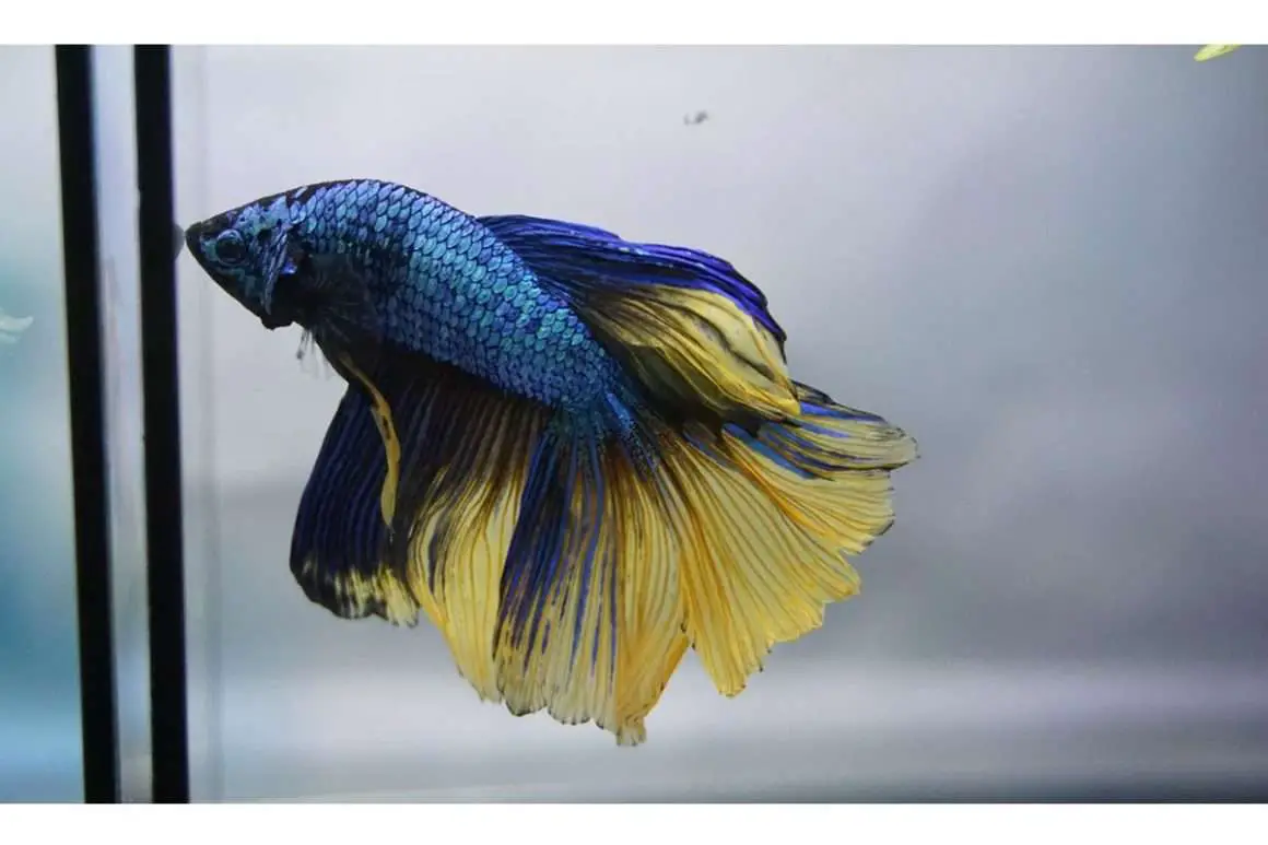 Double-Tail-Betta-Fish | Environment Buddy