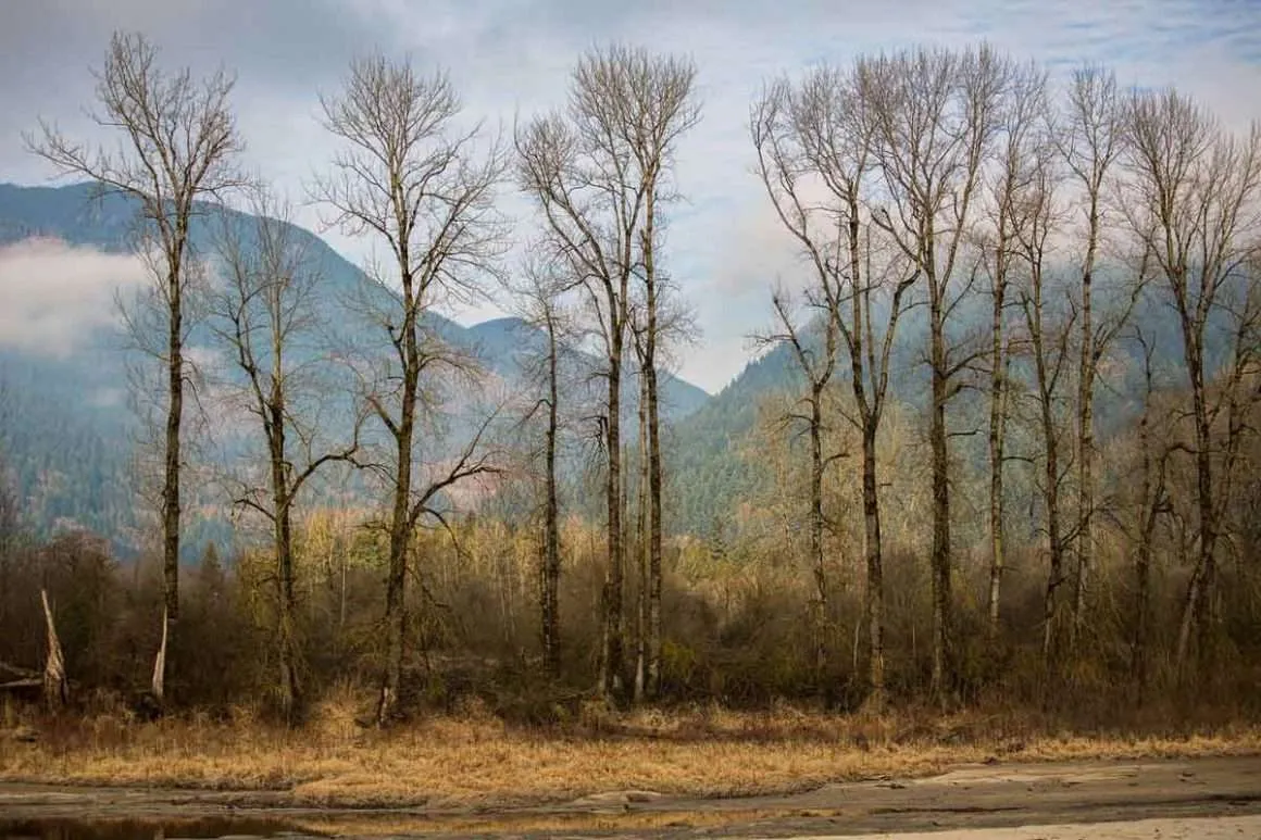 9 Major Types of Forests that Carpet the World! | Environment Buddy
