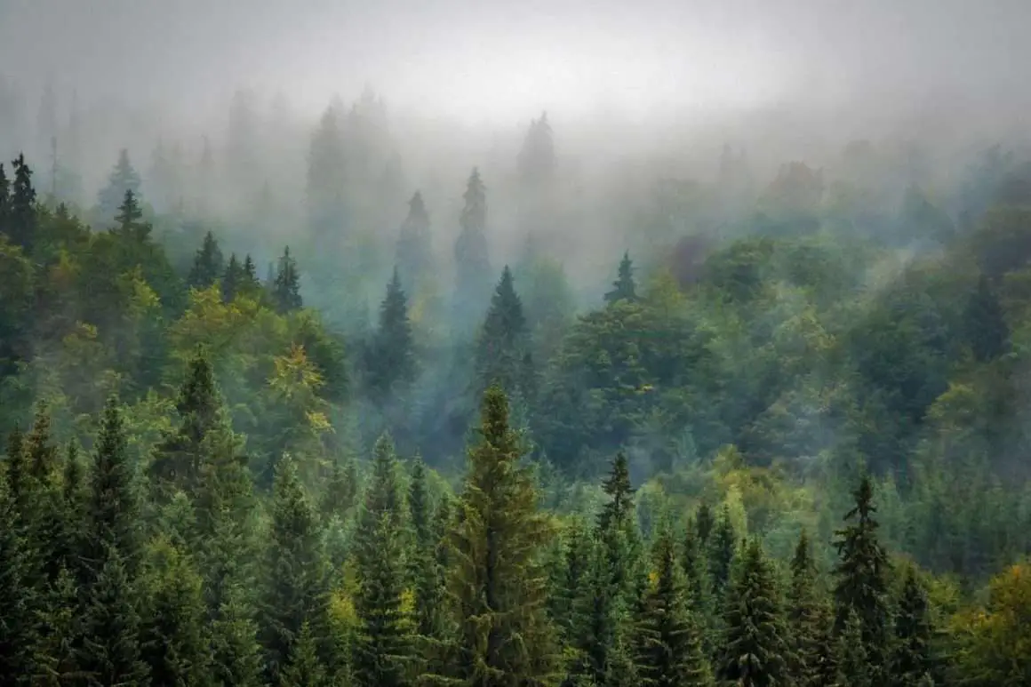 9 Major Types of Forests that Carpet the World! | Environment Buddy