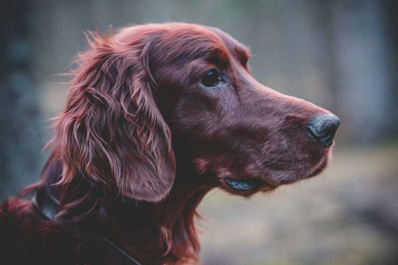 12 Types of Spaniel Breeds Perfect for House Pets | Environment Buddy