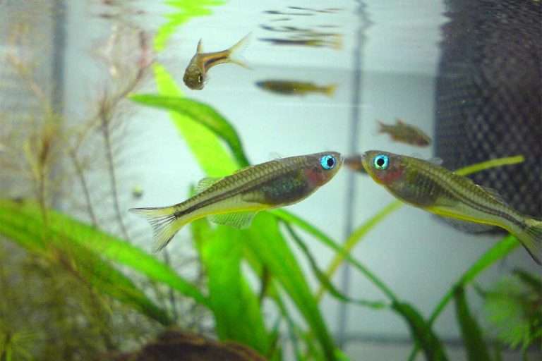 10+ Different Species of Rainbow Fish | Environment Buddy