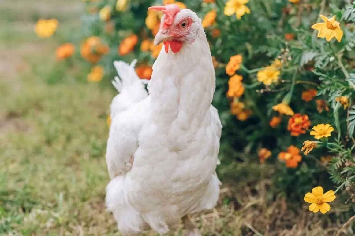 20+ Types of Chickens you should know