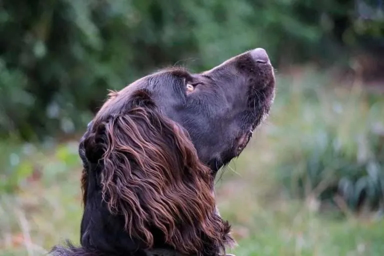 12 Types of Spaniel Breeds Perfect for House Pets | Environment Buddy