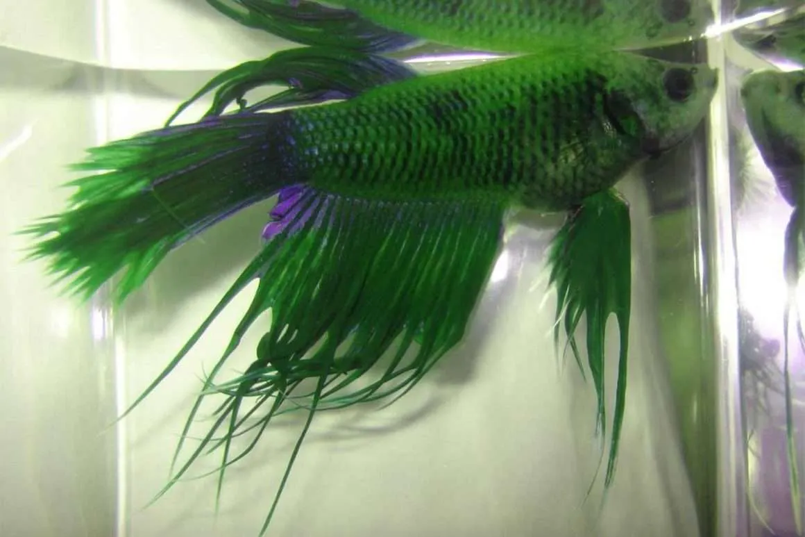 Green-Betta-Fish | Environment Buddy