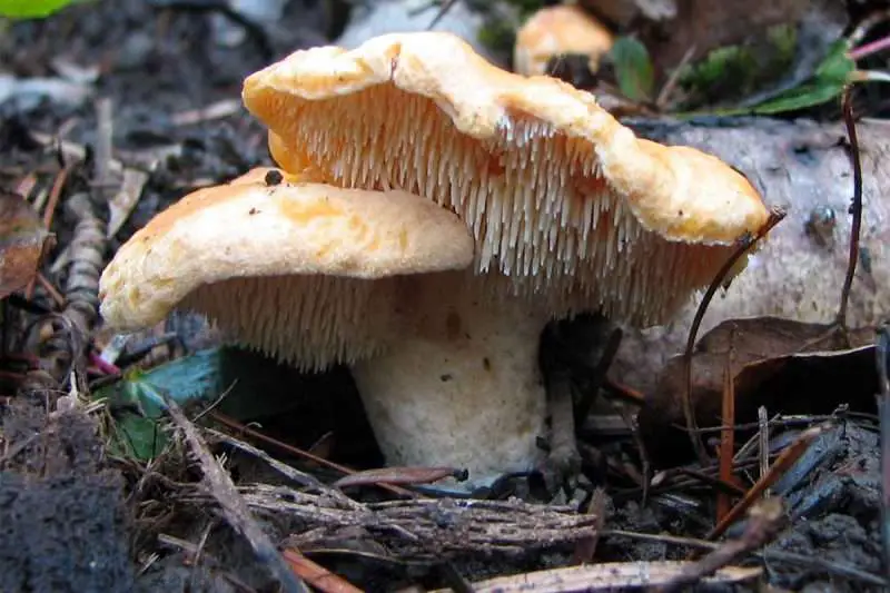 25+ Unique Types of Mushrooms | Environment Buddy