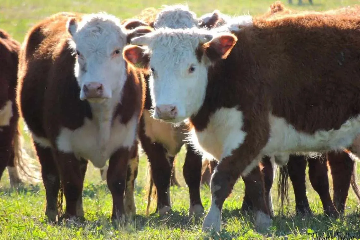 20+ Most Popular Cattle Breeds | Environment Buddy