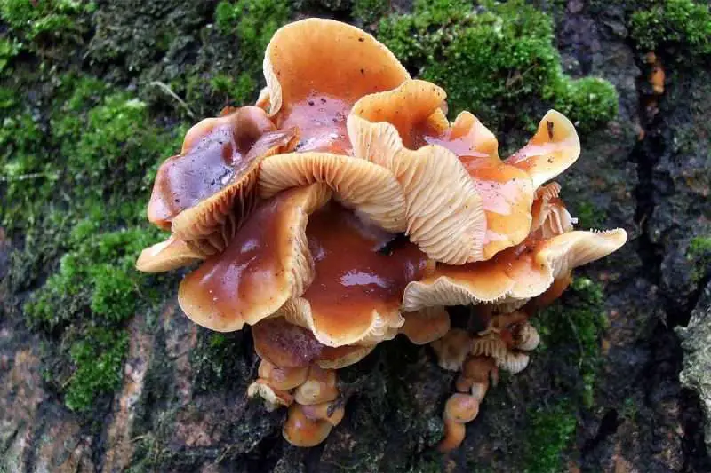 25+ Unique Types of Mushrooms | Environment Buddy