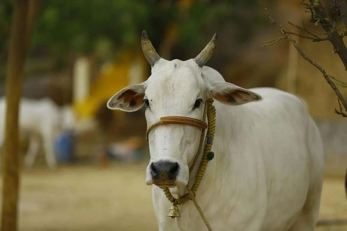 20 Most Popular Cattle Breeds Environment Buddy