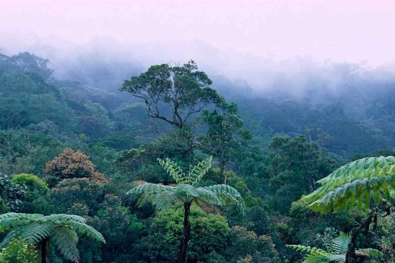 9 Major Types of Forests that Carpet the World! | Environment Buddy