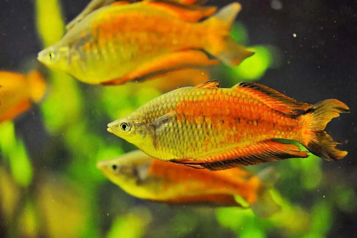 10+ Different Species of Rainbow Fish | Environment Buddy