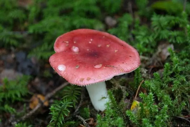 25+ Unique Types of Mushrooms | Environment Buddy