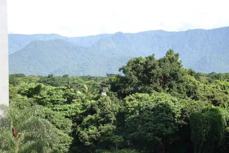 9 Major Types of Forests that Carpet the World! | Environment Buddy