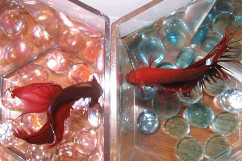 12 types of Beautiful Betta Fish for your Home Aquarium | Environment Buddy