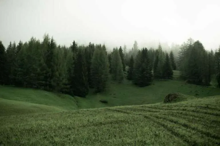 9 Major Types of Forests that Carpet the World! | Environment Buddy