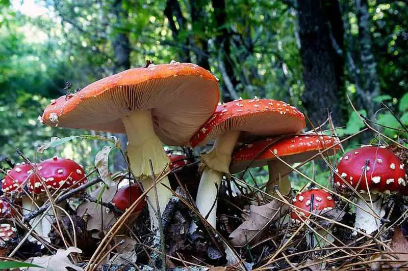 9 Major Types of Forests that Carpet the World! | Environment Buddy