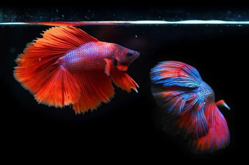 The-beautiful-Betta-Fish | Environment Buddy