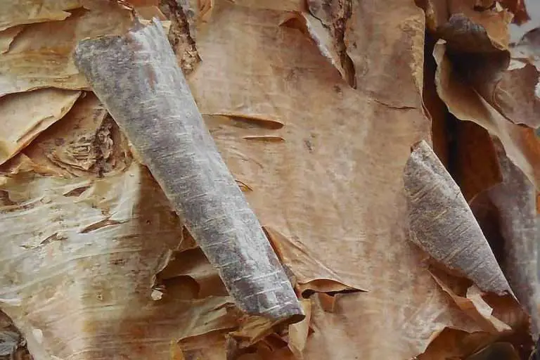 Top 10 Fastest Growing Trees In The World Environment Buddy