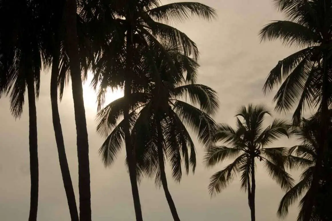 12 Places around the world where coconuts grow | Environment Buddy