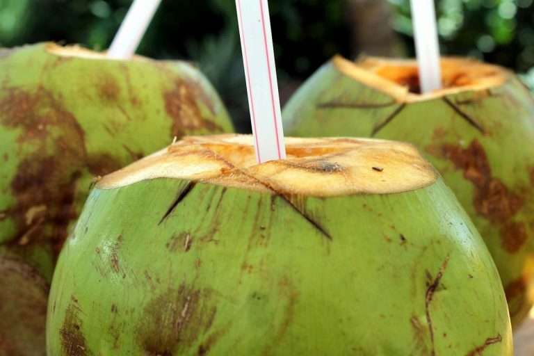 12 Places around the world where coconuts grow | Environment Buddy