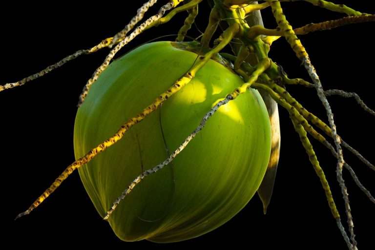 12 Places around the world where coconuts grow | Environment Buddy