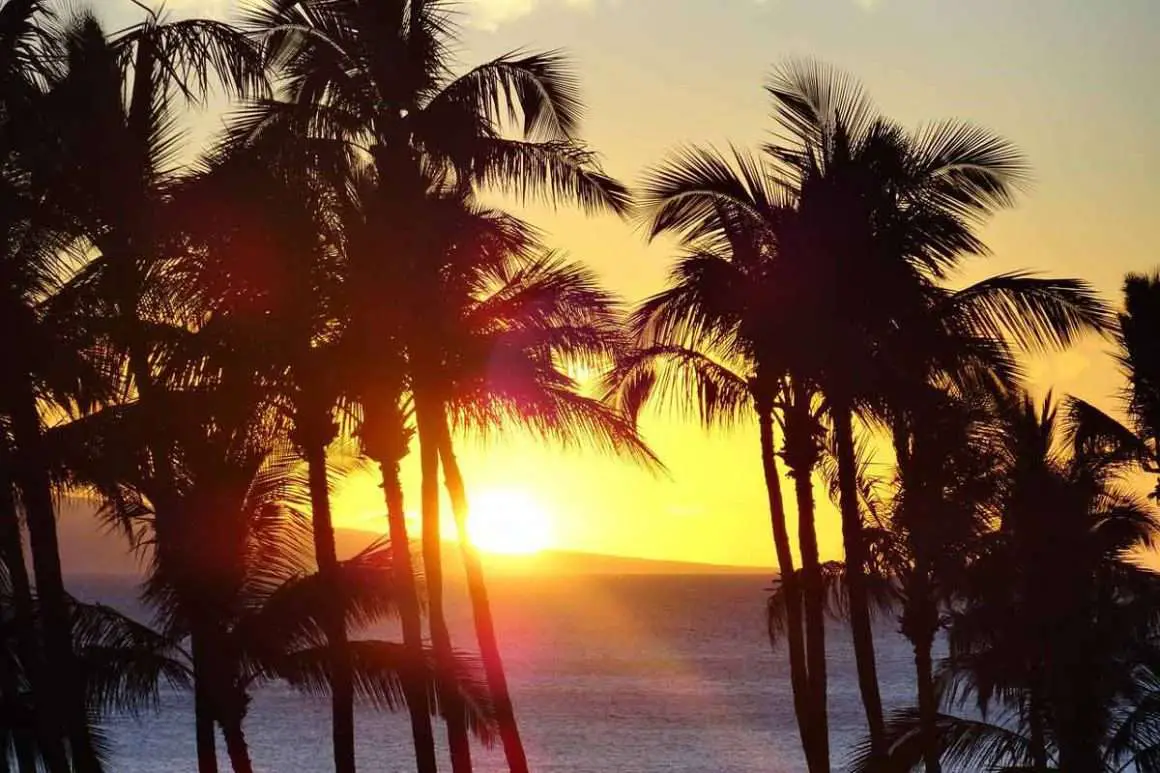 12 Places around the world where coconuts grow | Environment Buddy