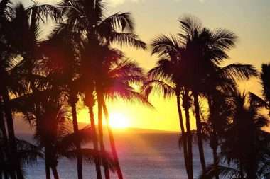 12 Places around the world where coconuts grow | Environment Buddy