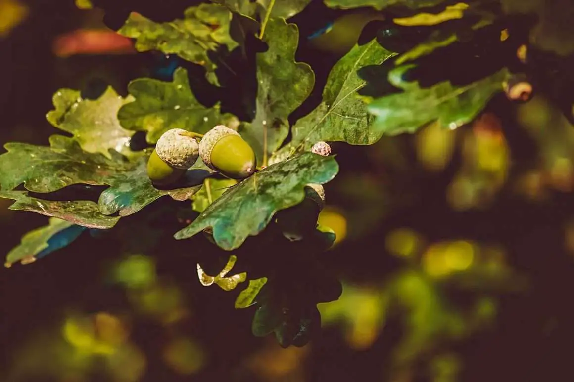 Places in the world where acorns are found | Environment Buddy