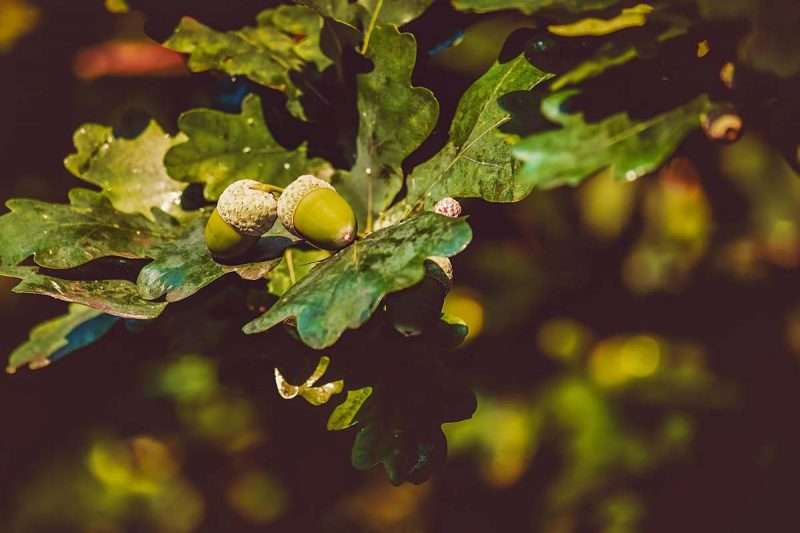 Places in the world where acorns are found | Environment Buddy