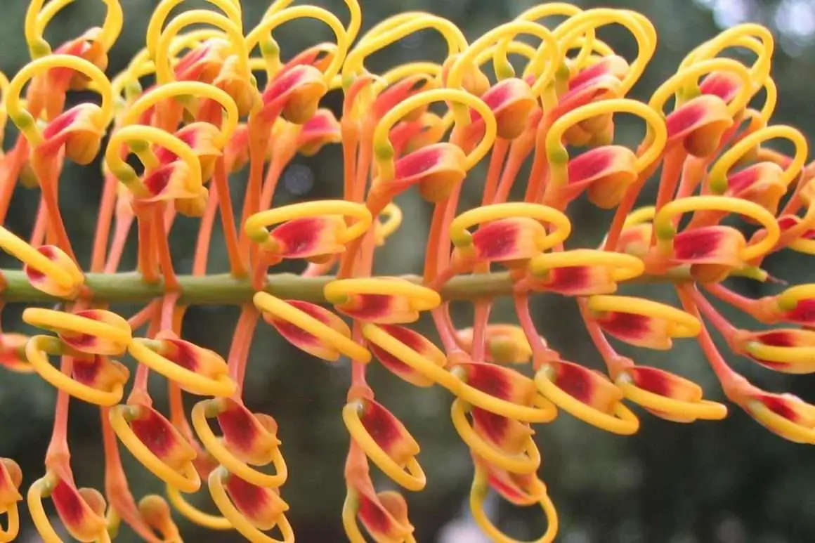 10 Amazing Ways to Use Silver Oak Trees | Environment Buddy