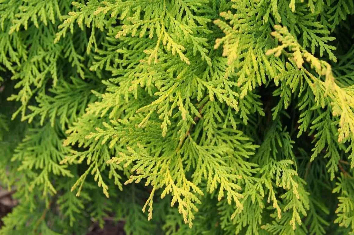 8 Slow growing trees just right for you! | Environment Buddy