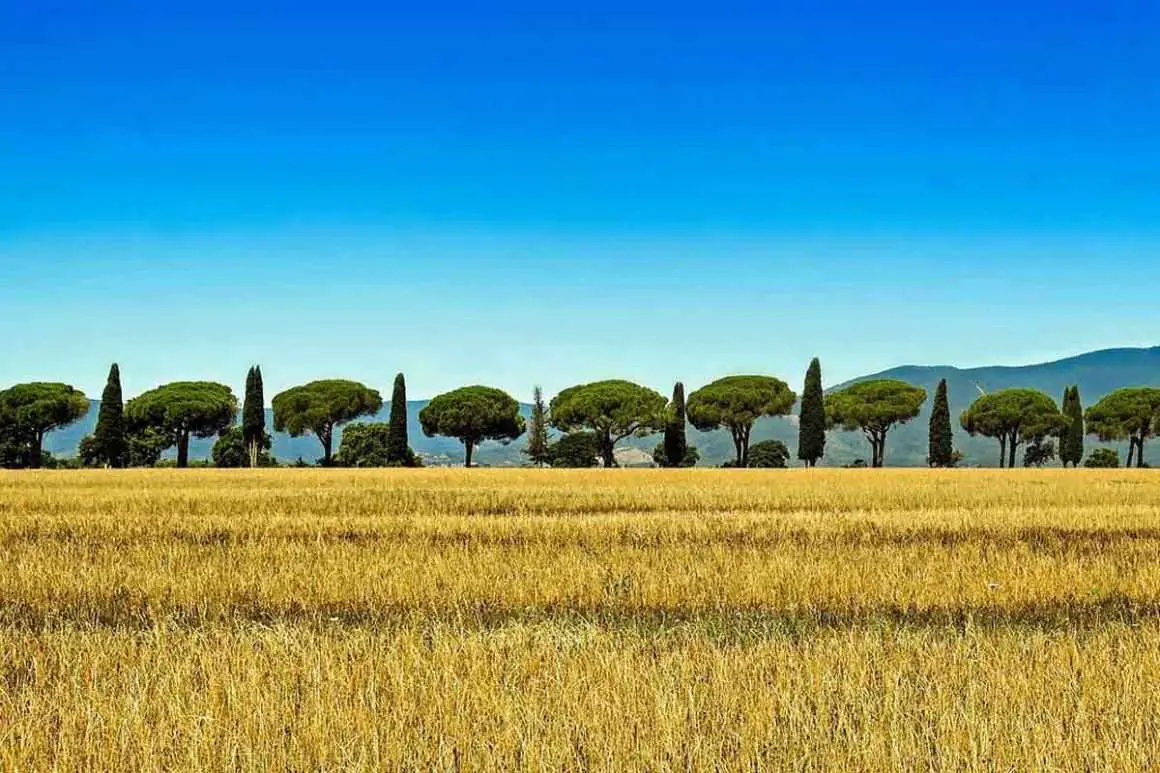 Cypress Wood and its 9 fascinating Uses | Environment Buddy