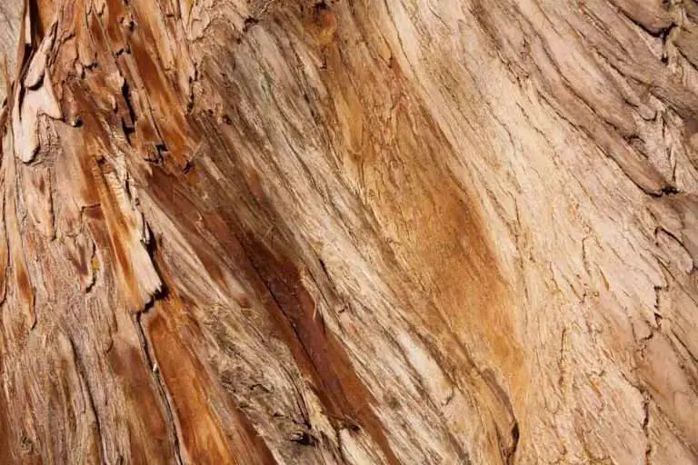 Cypress Wood and its 9 fascinating Uses | Environment Buddy