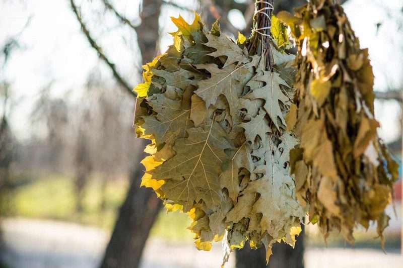 8 Easy Tips When Watering Your Oak Trees | Environment Buddy