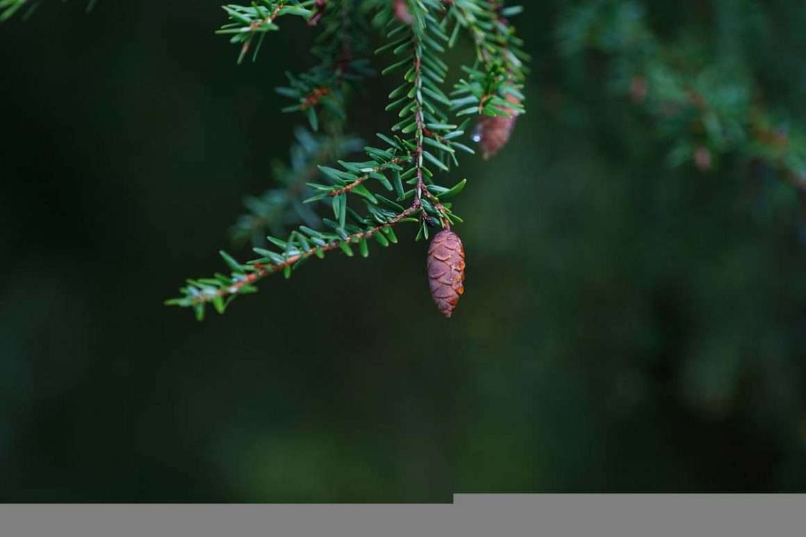 8 Slow growing trees just right for you! | Environment Buddy