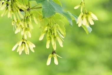 The Magic of Maple Helicopter Seeds: 4 Iconic Trees Revealed ...