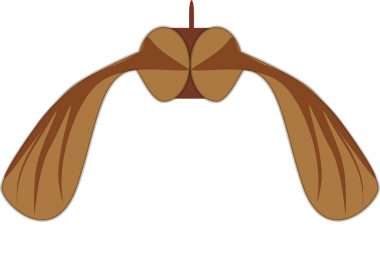 Helicopter Seeds and the 4 Maple Trees that Produce Them | Environment ...