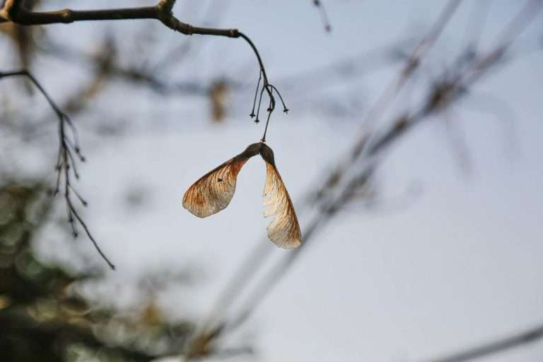 Helicopter Seeds and the 4 Maple Trees that Produce Them | Environment ...