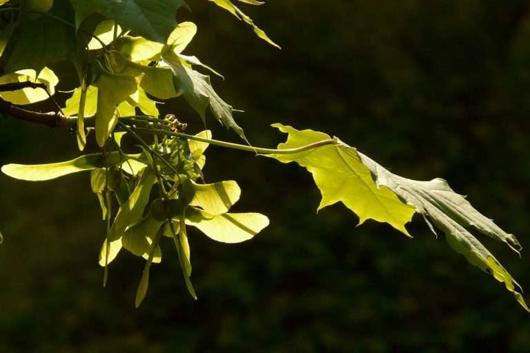 Helicopter Seeds and the 4 Maple Trees that Produce Them | Environment ...
