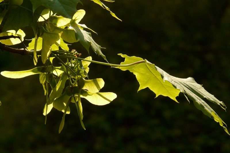 Helicopter Seeds and the 4 Maple Trees that Produce Them | Environment ...
