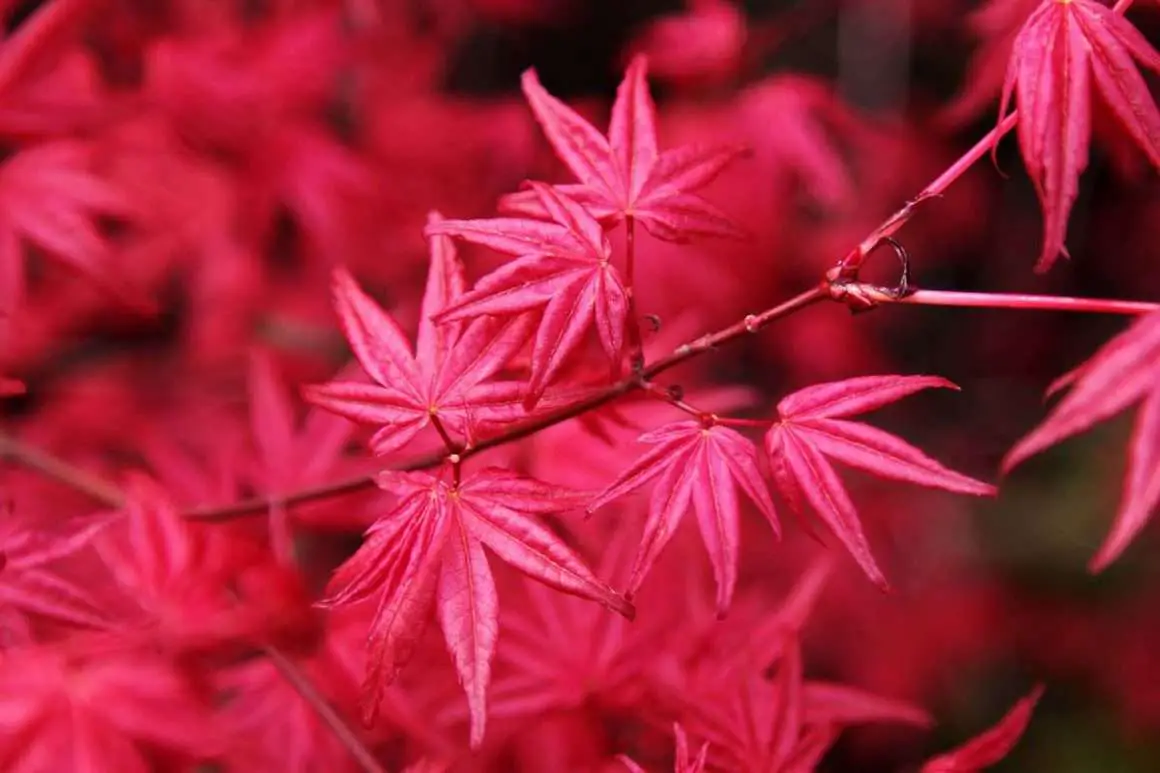 8 Slow growing trees just right for you! | Environment Buddy