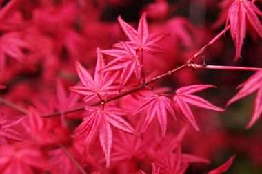 8 Slow growing trees just right for you! | Environment Buddy