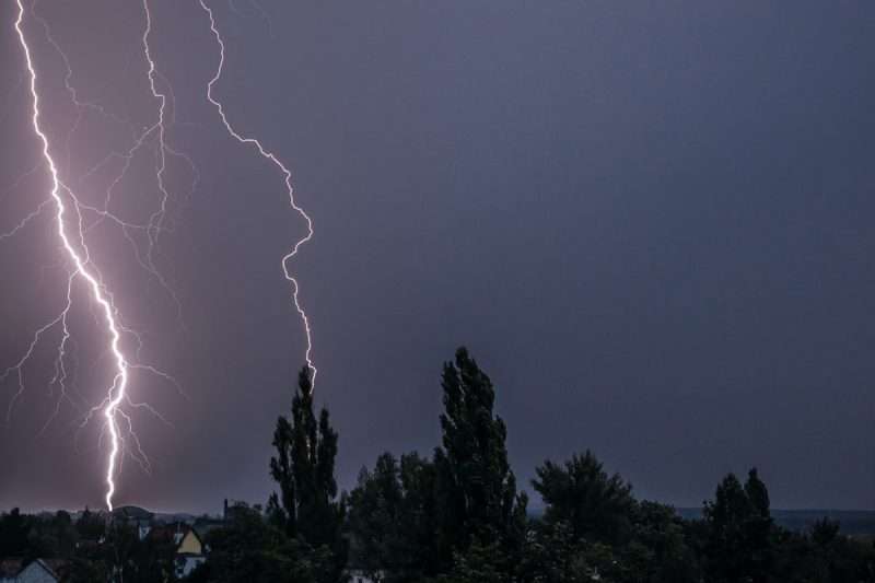 5 Trees In The World, Most Struck By Lightning | Environment Buddy