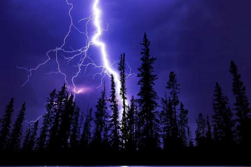 5 Trees In The World, Most Struck By Lightning | Environment Buddy